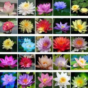 Mixed Bonsai Lotus Seeds Mixed Color Water Lily Flower Plant Fresh Garden Seeds,Finest Viable Aquatic Water Features Seeds (30 Pcs)