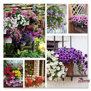 zcbang petunia seeds 2000+pcs 'colour-themed collection'(rainbow colors) perennial flower mix seeds