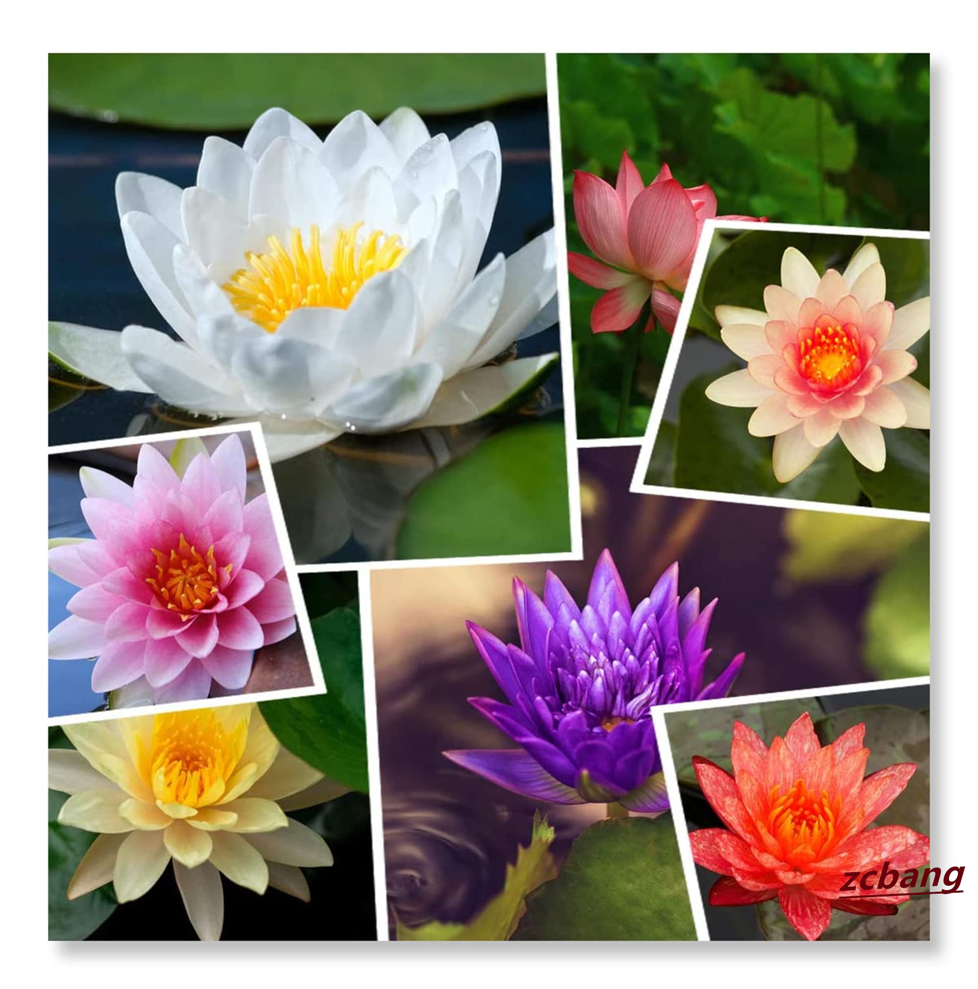 zcbang Live Aquatic Hardy Water Lily Flower Plant Mixed Colors Bonsai Lotus Seeds 10+Seeds