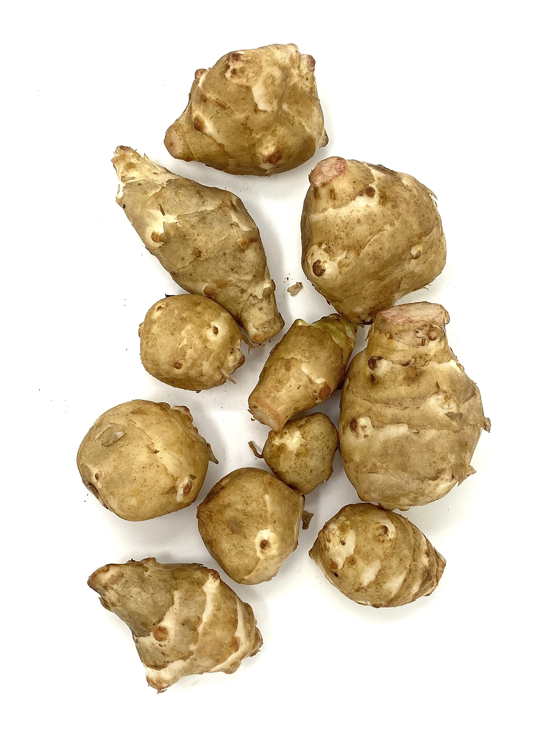 6 Tuber Jerusalem Artichokes / Sunchokes for Eating or Planting