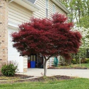 TriStar Plants - Japanese Maple Bloodgood Acer 3.5" Cups - 2pack - acer palmatum bloodgood - Healthy Established Roots- Bonsai - Indoor Plant - House Plant