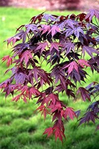 tristar plants - japanese maple bloodgood acer 3.5" cups - 2pack - acer palmatum bloodgood - healthy established roots- bonsai - indoor plant - house plant