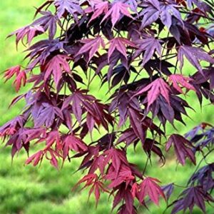 TriStar Plants - Japanese Maple Bloodgood Acer 3.5" Cups - 2pack - acer palmatum bloodgood - Healthy Established Roots- Bonsai - Indoor Plant - House Plant