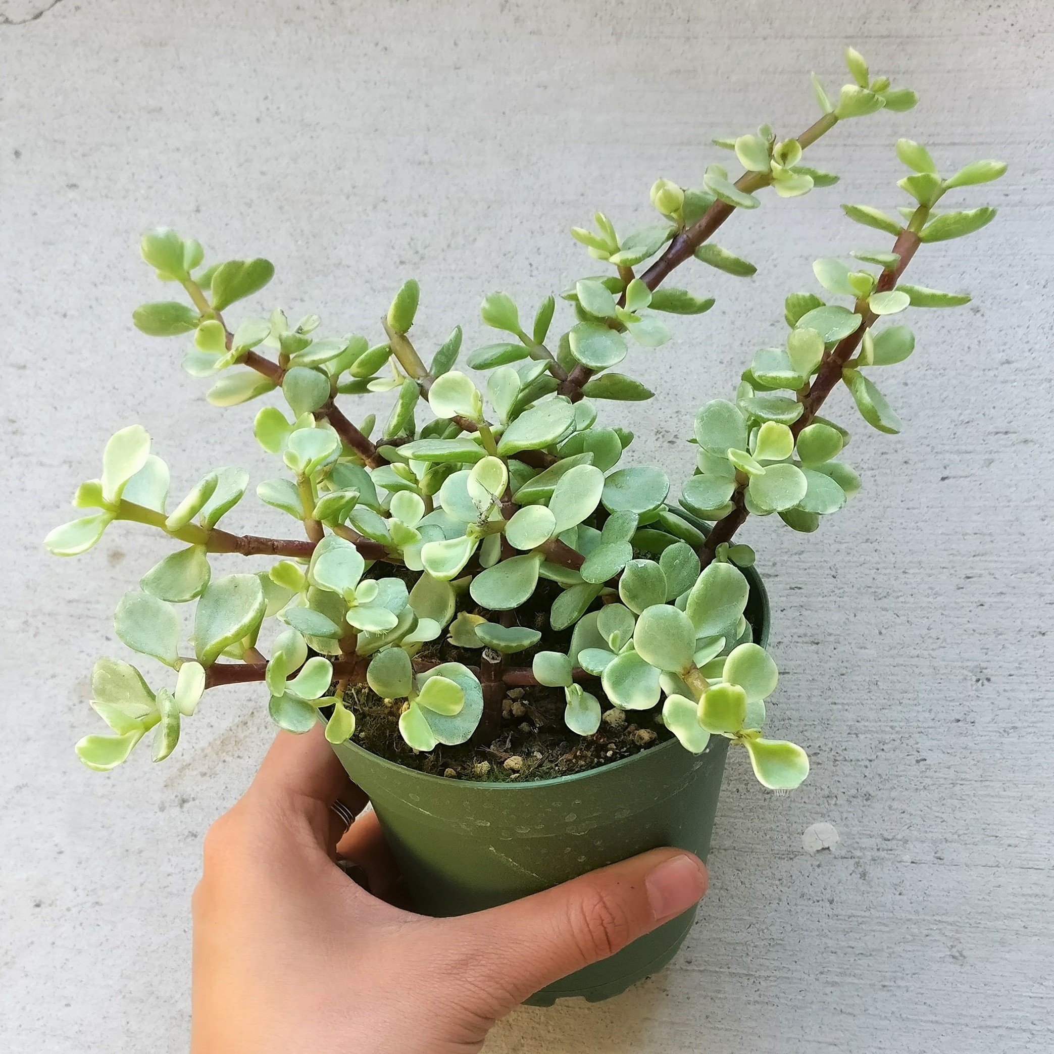 Portulacaria afra Decumbent | Elephant Bush Succulent | Dwarf Jade Plant (4 inch) | Lucky Plant for Sale | Money Tree for Home Office Decoration