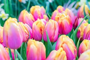 10 pink passion tulip bulbs for planting - easy to grow - made in usa, ships from iowa