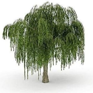 Two Dwarf Weeping Willow Tree Cuttings - Burning Bush Weeping Willow - Unique and Small Indoor/Outdoor Tree Shrub Plant - Excellent Bonsai Tree - Ships Bare Root, No Pot or Soil