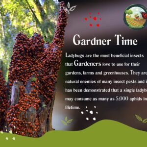 300 Live Ladybugs - Gardner Time - Good Bugs for Garden - Bag of LiveLadybugs - Guaranteed Live Delivery