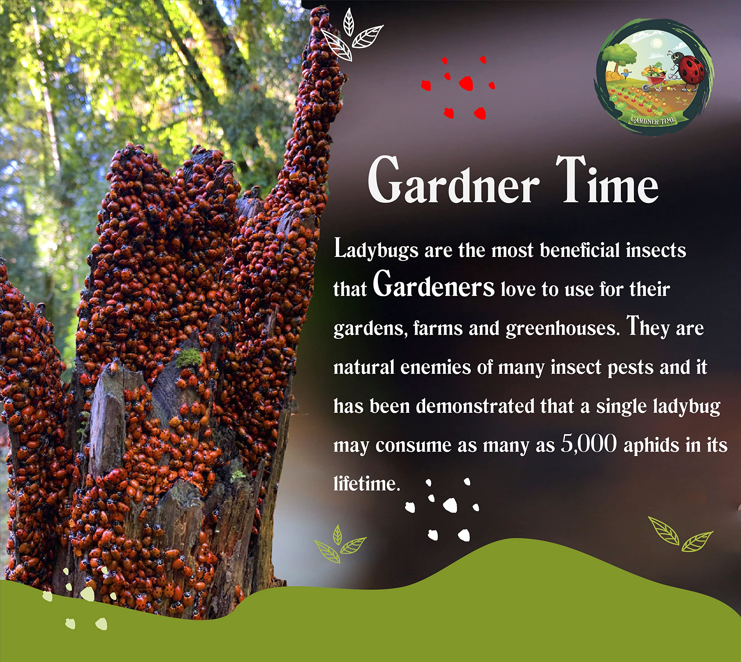 300 Live Ladybugs - Gardner Time - Good Bugs for Garden - Bag of LiveLadybugs - Guaranteed Live Delivery