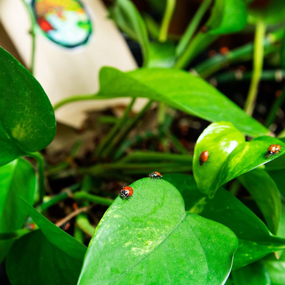 300 Live Ladybugs - Gardner Time - Good Bugs for Garden - Bag of LiveLadybugs - Guaranteed Live Delivery