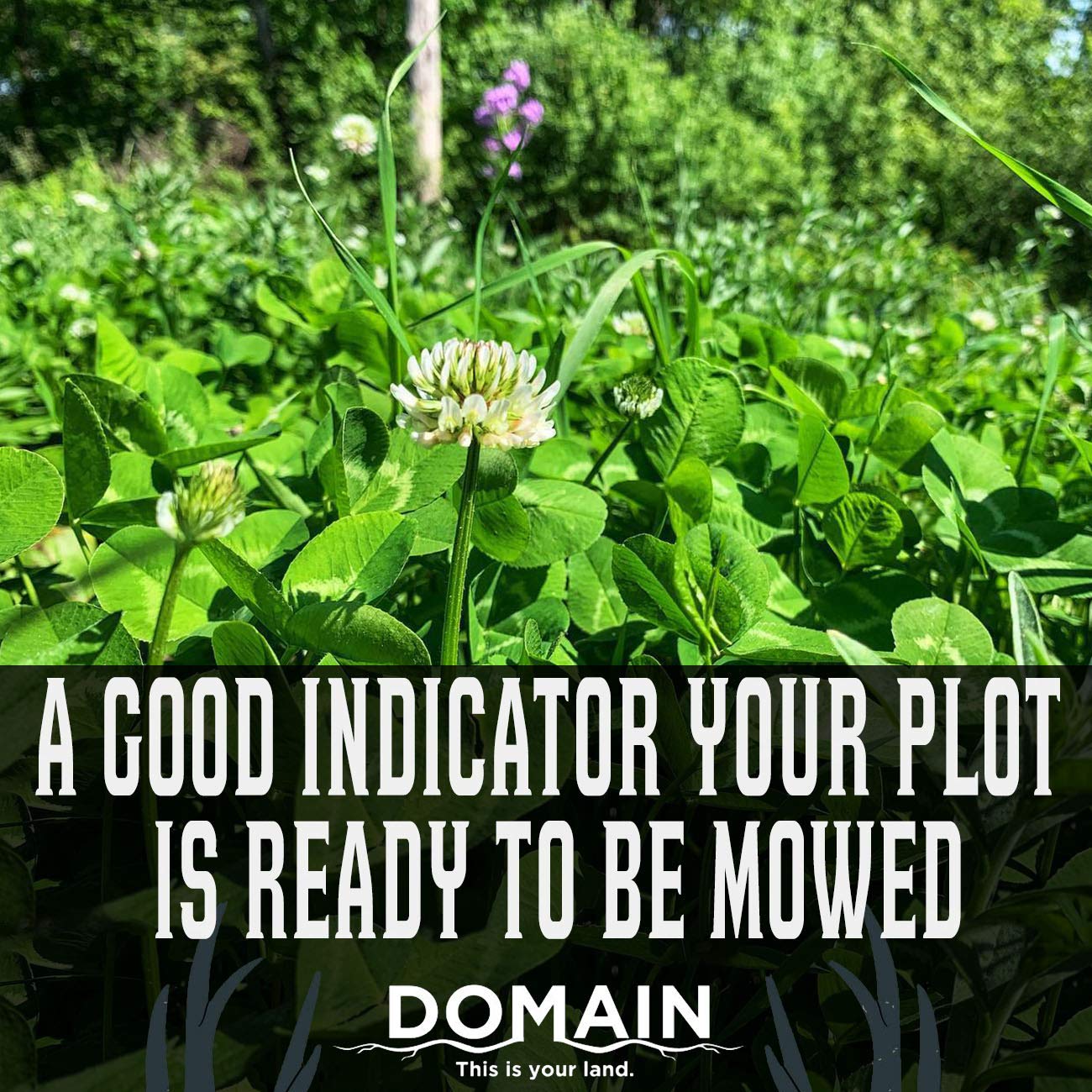 Domain Outdoor Hot Chic Food Plot Seeds for Deer, Chicory - 2 Varieties of Clover, Great to Plant in Spring or Fall, Hardy Mixture of PH Tolerant Perennials, Can Last Several Years, 1/2 Acre