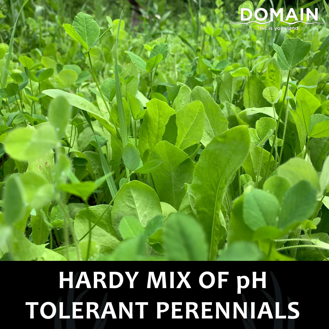 Domain Outdoor Hot Chic Food Plot Seeds for Deer, Chicory - 2 Varieties of Clover, Great to Plant in Spring or Fall, Hardy Mixture of PH Tolerant Perennials, Can Last Several Years, 1/2 Acre