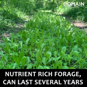 Domain Outdoor Hot Chic Food Plot Seeds for Deer, Chicory - 2 Varieties of Clover, Great to Plant in Spring or Fall, Hardy Mixture of PH Tolerant Perennials, Can Last Several Years, 1/2 Acre