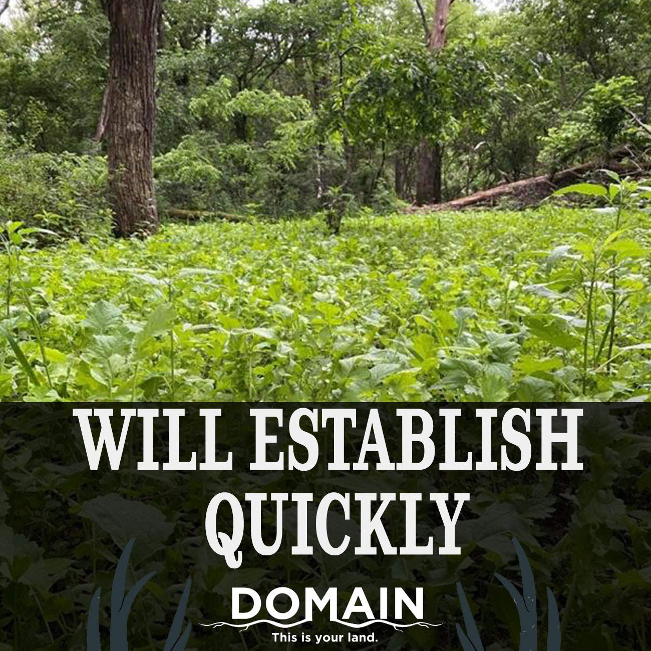 Domain Outdoor No BS Deer Food Plot Seed for Deer, 1/4 Acre, Finally a No Till Mix with Zero Fillers, No Heavy Equipment Required - Forage Oats, Clover, Forage Rape, Chicory, Radish