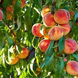 Peach Bonsai Tree Seeds - 4 Large Seeds - Grow Fruit Bearing Bonsai - Made in USA. Ships from Iowa