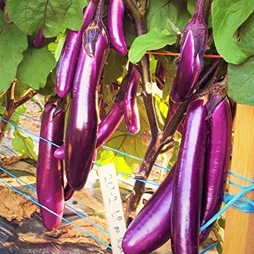 TomorrowSeeds - Chinese Eggplant Seeds - 200+ Count Packet - for 2024 Purple Shine Long Asian Aubergine Ping Tung Japanese Eggplants Brinjal