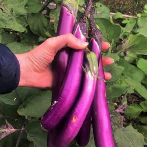 TomorrowSeeds - Chinese Eggplant Seeds - 200+ Count Packet - for 2024 Purple Shine Long Asian Aubergine Ping Tung Japanese Eggplants Brinjal