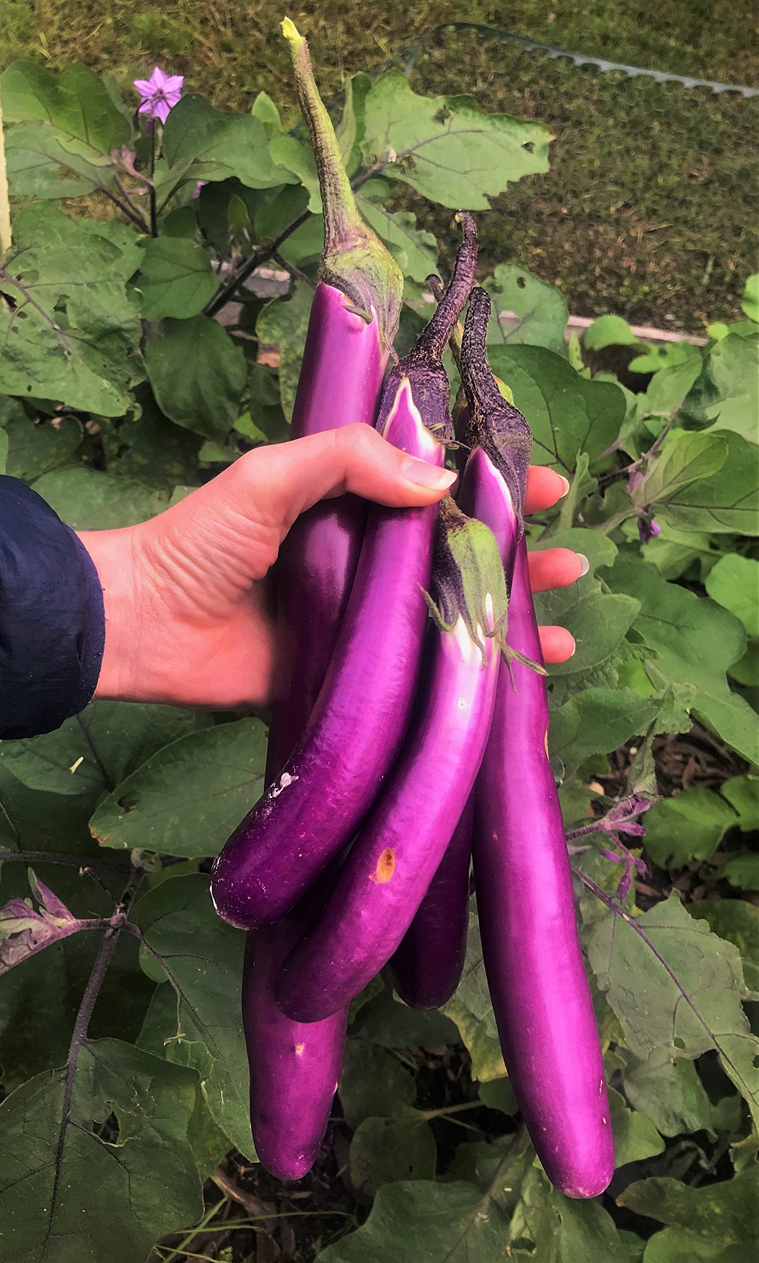 TomorrowSeeds - Chinese Eggplant Seeds - 200+ Count Packet - for 2024 Purple Shine Long Asian Aubergine Ping Tung Japanese Eggplants Brinjal