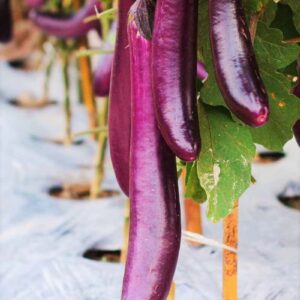 TomorrowSeeds - Chinese Eggplant Seeds - 200+ Count Packet - for 2024 Purple Shine Long Asian Aubergine Ping Tung Japanese Eggplants Brinjal