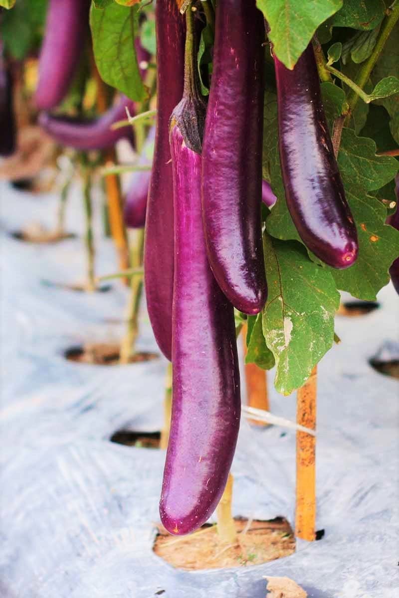 TomorrowSeeds - Chinese Eggplant Seeds - 200+ Count Packet - for 2024 Purple Shine Long Asian Aubergine Ping Tung Japanese Eggplants Brinjal