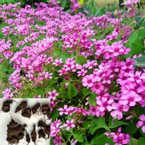 20g red oxalis corymbosa dc bulbs red shamrock wood sorrel flower oxalis triangularis purple shamrock bulbs red shamrock for home garden outdoor planting.