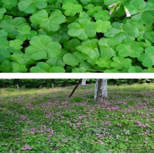 20g Red Oxalis corymbosa DC Bulbs Red Shamrock Wood Sorrel Flower Oxalis triangularis Purple Shamrock Bulbs Red Shamrock for Home Garden Outdoor Planting.