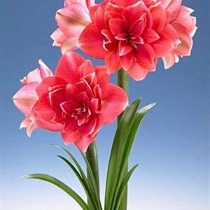 1pcs Amaryllis Bulbs Flowers Flowering Bulbs Exotic Beautiful Spectacular Flowers Bulb for Home Garden Planting.