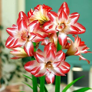 1pcs Amaryllis Bulbs Flowers Flowering Bulbs Exotic Beautiful Spectacular Flowers Bulb for Home Garden Planting.