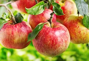 apple tree seeds for planting - 30 seeds - malus pumila, common apple tree