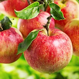 Apple Tree Seeds for Planting - 30 Seeds - Malus pumila, Common Apple Tree