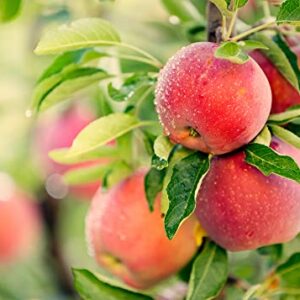 Apple Tree Seeds for Planting - 30 Seeds - Malus pumila, Common Apple Tree