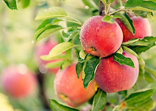 Apple Tree Seeds for Planting - 30 Seeds - Malus pumila, Common Apple Tree