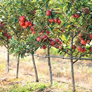 Apple Tree Seeds for Planting - 30 Seeds - Malus pumila, Common Apple Tree