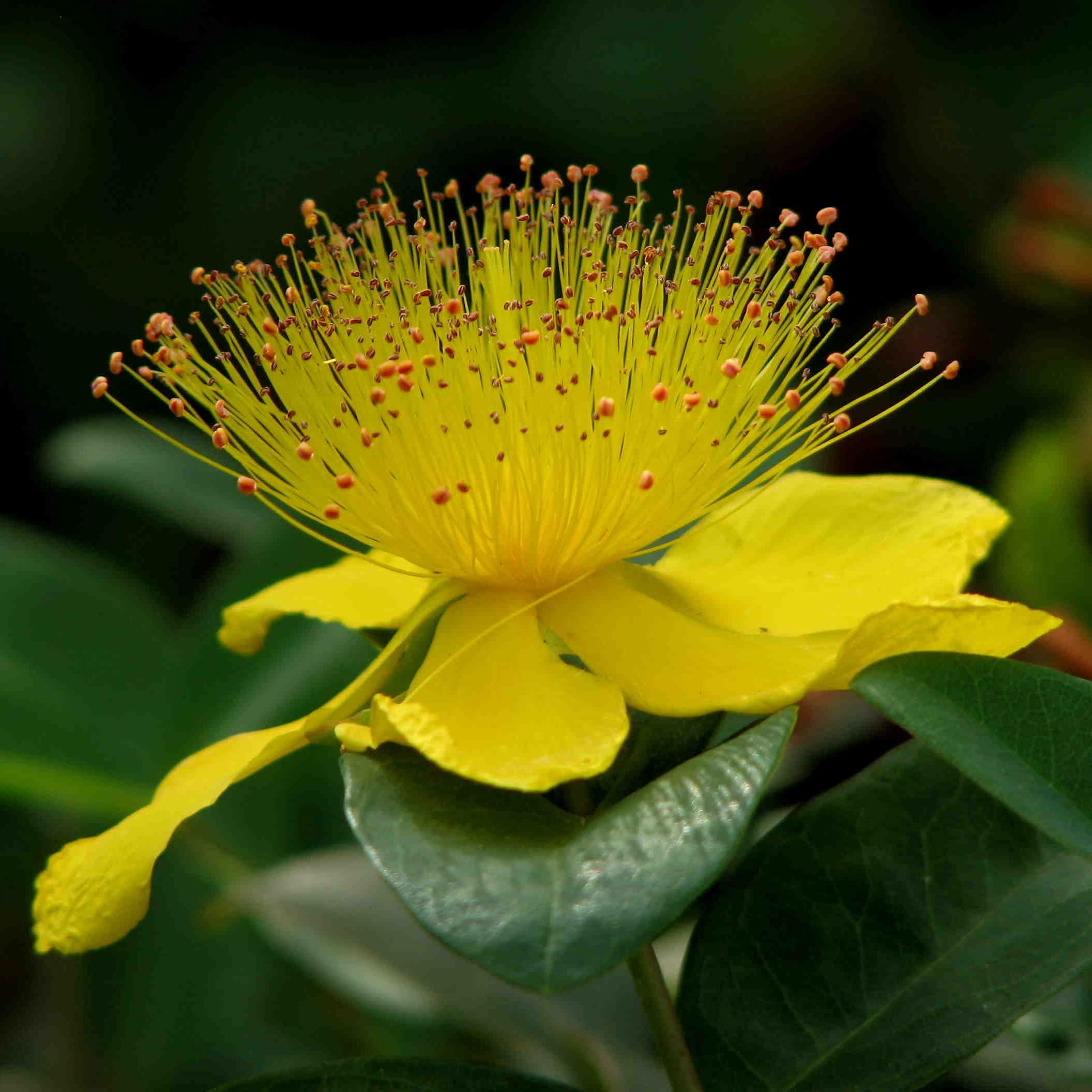 TKE Farms & Gardens - St. John's Wort Seeds for Planting, 250 mg, 2000 Heirloom Non-GMO Seeds, Packet Includes Instructions for Growing, Hypericum perforatum