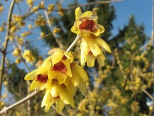 wintersweet tree seeds - 30 seeds to plant - chimonanthus praecox - ships from iowa, usa