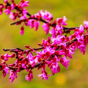 Red Bud Tree Seeds to Grow - 30+ Seeds - Exotic Flowering Tree for Yard or Bonsai - Cercis chinensis - Redbud Tree