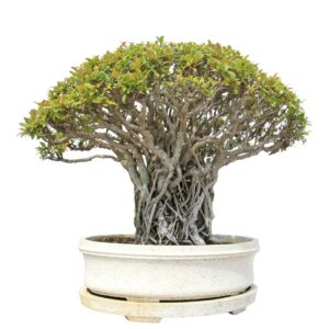 Banyan Bonsai Tree Seeds for Planting - 30 Seeds of Ficus benghalensis - Indian Banian Tree - Ships from Iowa, USA