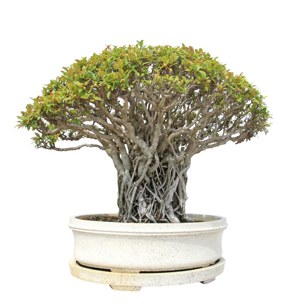 Banyan Bonsai Tree Seeds for Planting - 30 Seeds of Ficus benghalensis - Indian Banian Tree - Ships from Iowa, USA