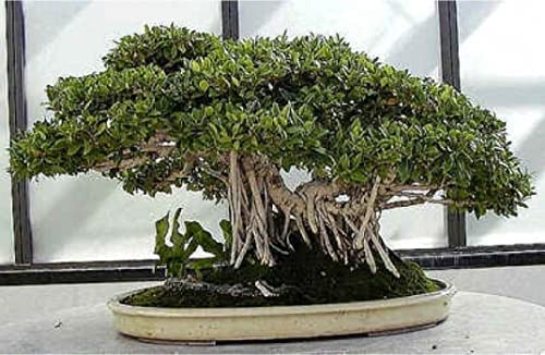 Banyan Bonsai Tree Seeds for Planting - 30 Seeds of Ficus benghalensis - Indian Banian Tree - Ships from Iowa, USA