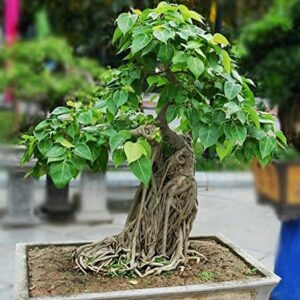 Banyan Bonsai Tree Seeds for Planting - 30 Seeds of Ficus benghalensis - Indian Banian Tree - Ships from Iowa, USA