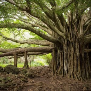 Banyan Bonsai Tree Seeds for Planting - 30 Seeds of Ficus benghalensis - Indian Banian Tree - Ships from Iowa, USA