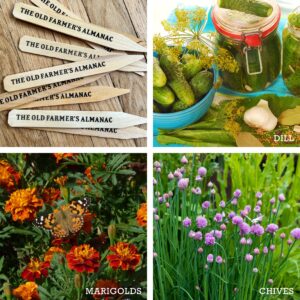 The Old Farmer's Almanac Herb Garden Starter Kit - 6 Seed Packets (Over 3000 Seeds) with Wooden Plant Markers - Non-GMO, Open Pollinated, Heirloom Seeds