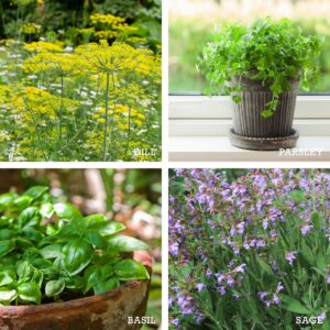 The Old Farmer's Almanac Herb Garden Starter Kit - 6 Seed Packets (Over 3000 Seeds) with Wooden Plant Markers - Non-GMO, Open Pollinated, Heirloom Seeds