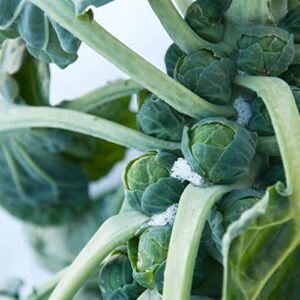 The Old Farmer's Almanac Heirloom Brussels Sprouts Seeds (Long Island Improved) - Approx 700 Seeds - Non-GMO, Open Pollinated, USA Origin