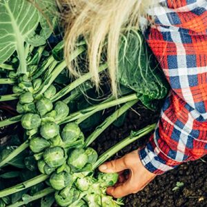 The Old Farmer's Almanac Heirloom Brussels Sprouts Seeds (Long Island Improved) - Approx 700 Seeds - Non-GMO, Open Pollinated, USA Origin