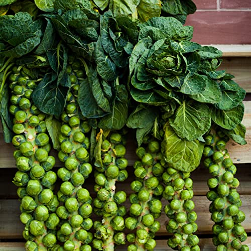 The Old Farmer's Almanac Heirloom Brussels Sprouts Seeds (Long Island Improved) - Approx 700 Seeds - Non-GMO, Open Pollinated, USA Origin