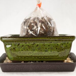 Calibonsai 6'' Rectangular Moss Green Shohin Bonsai Pot + Soil + Tray + Rock + Mesh Kit, Blue,green