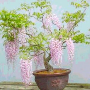 Rare Pink Wisteria Bonsai Tree Seeds, 5 Seeds - Highly Prized Flowering Bonsai - Japanese Wisteria Floribunda