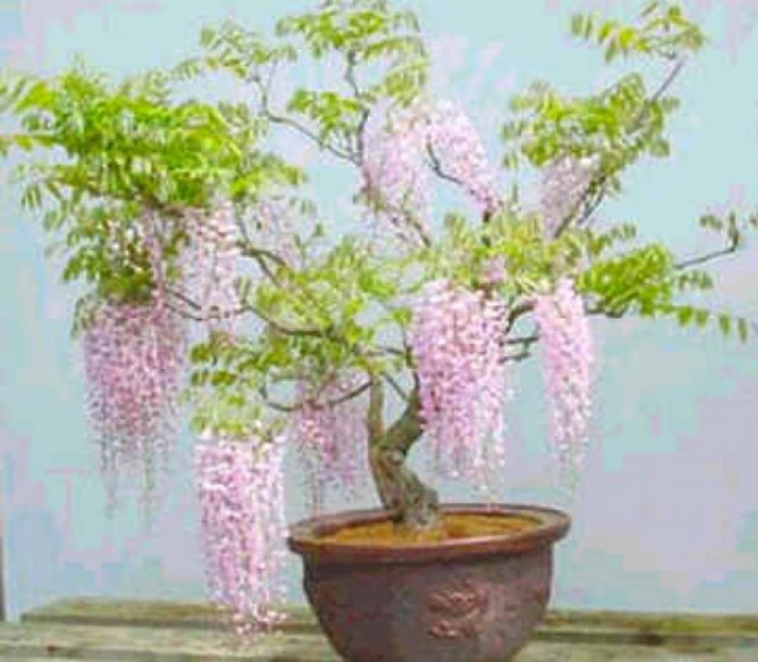 Rare Pink Wisteria Bonsai Tree Seeds, 5 Seeds - Highly Prized Flowering Bonsai - Japanese Wisteria Floribunda