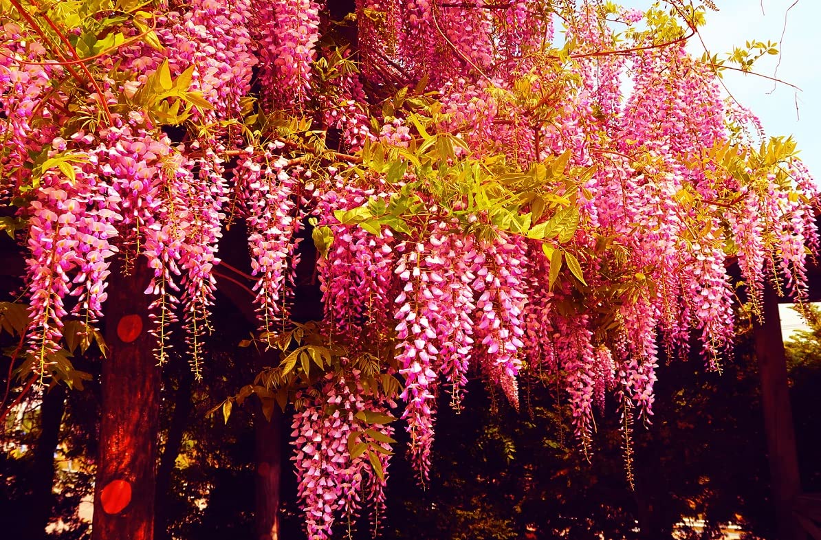 Rare Pink Wisteria Bonsai Tree Seeds, 5 Seeds - Highly Prized Flowering Bonsai - Japanese Wisteria Floribunda