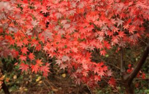 rare flower seeds rare seeds red japanese maple seeds acer palmatum seeds atropurpureum seeds 20 seeds